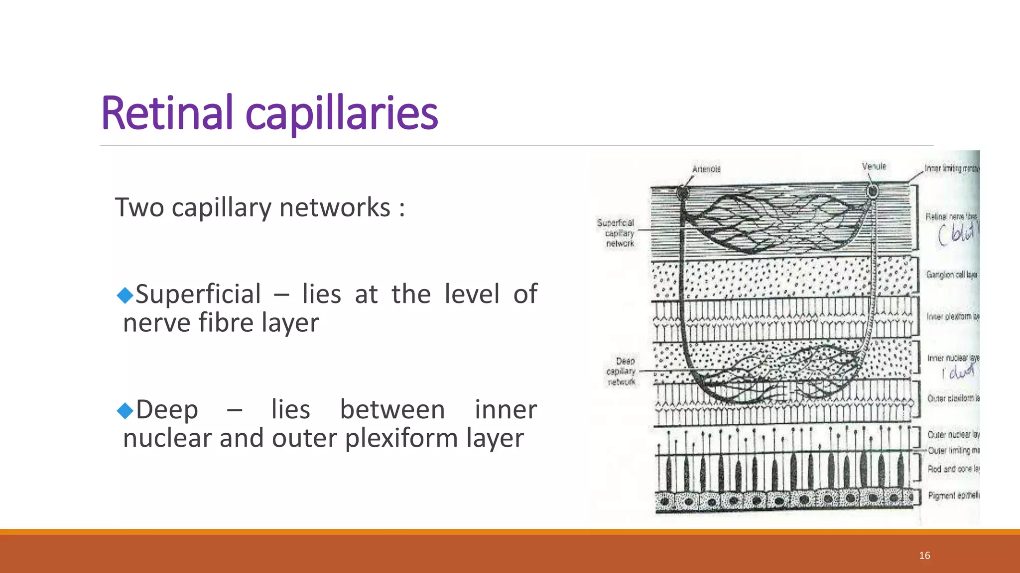 ANATOMY AND PHYSIOLOGY OF THE EYE. 2.pptx