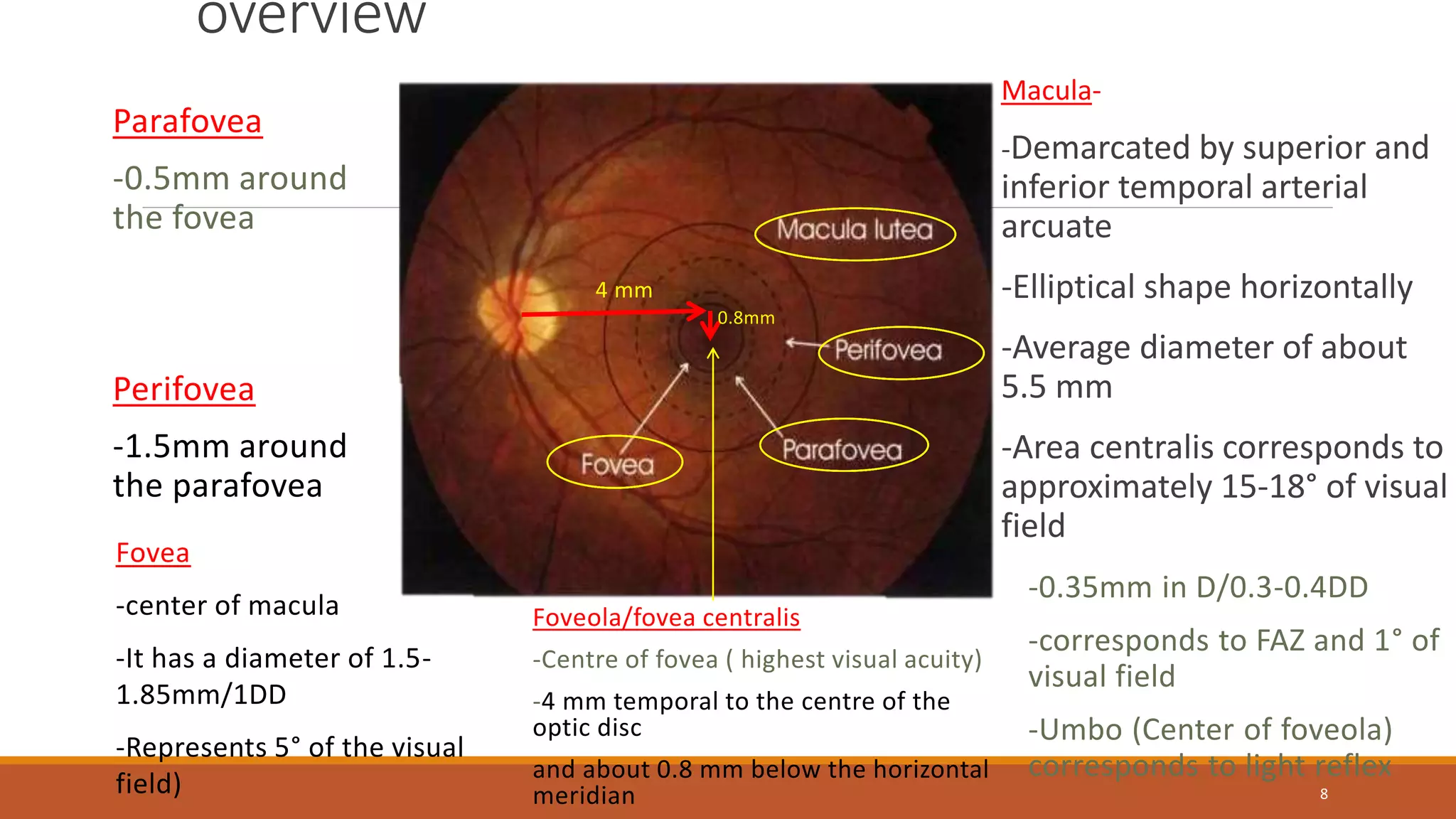 ANATOMY AND PHYSIOLOGY OF THE EYE. 2.pptx