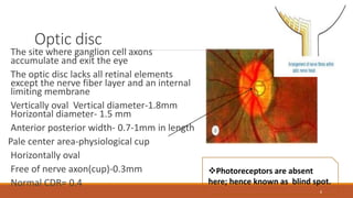 ANATOMY AND PHYSIOLOGY OF THE EYE. 2.pptx