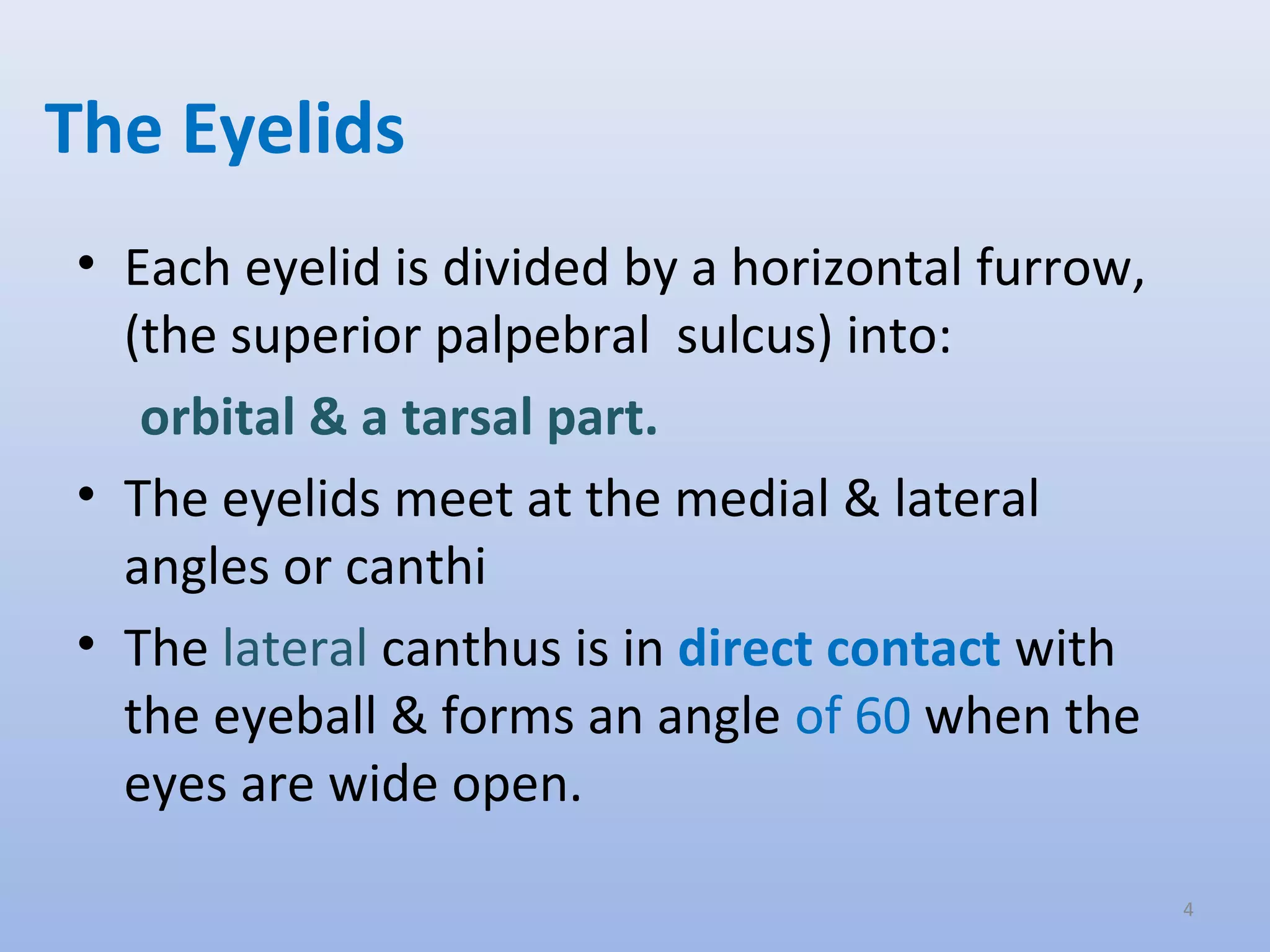 Anatomy and physiology of the eyelid | PPT