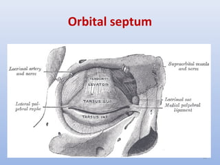 Anatomy and physiology of the eyelid | PPT