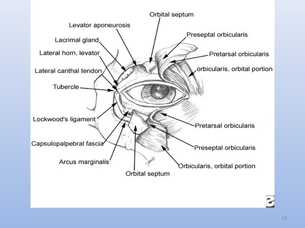 Anatomy And Physiology Of The Eyelid