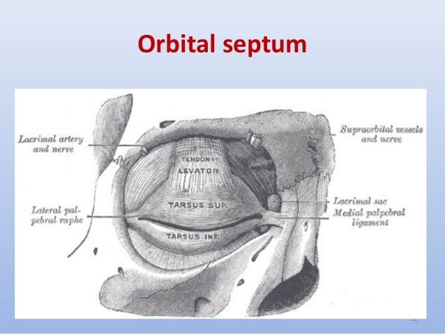 Anatomy and physiology of the eyelid