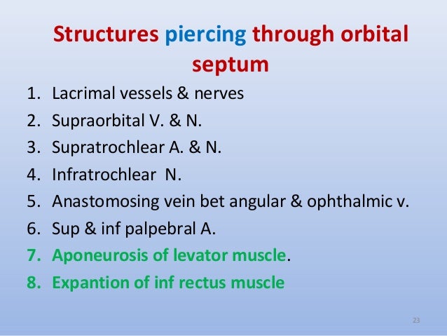 Anatomy and physiology of the eyelid