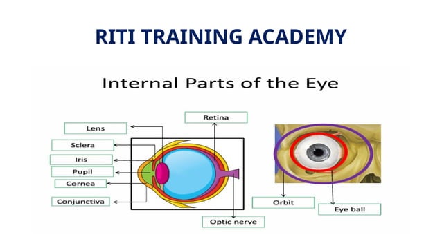 Anatomy and physiology of the eye RTA.pptx