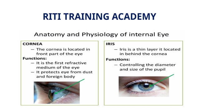 Anatomy and physiology of the eye RTA.pptx