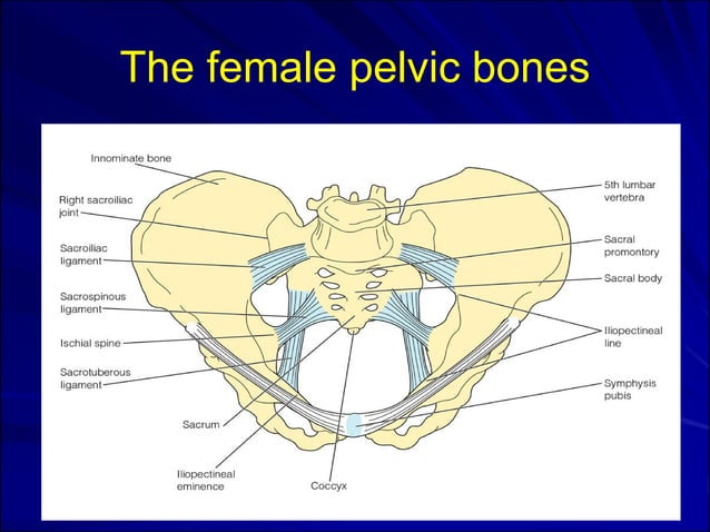 Anatomy and physiology of the female pelvic organs | PDF