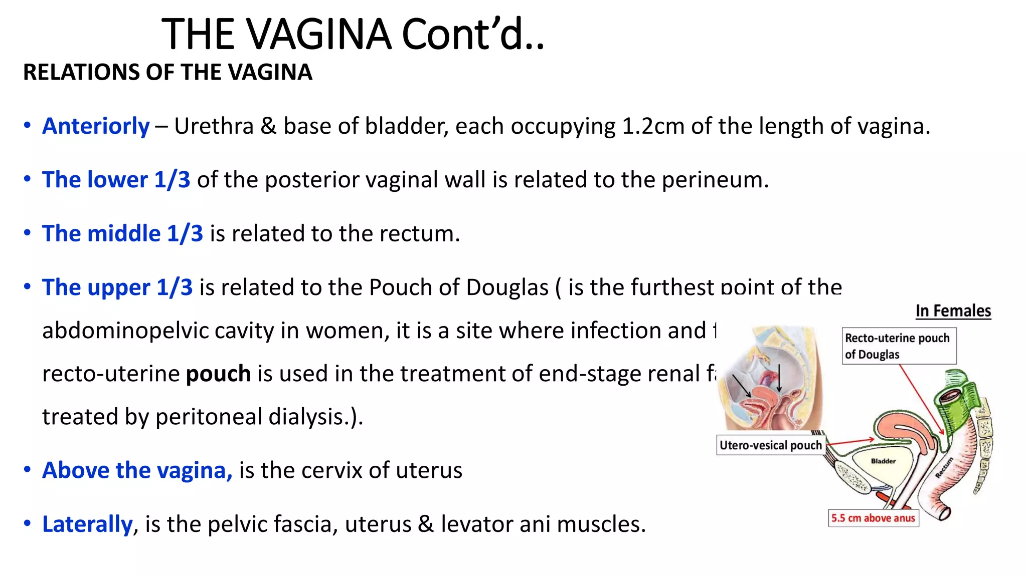 Introduction to anatomy and physiology of the female reproductive ...
