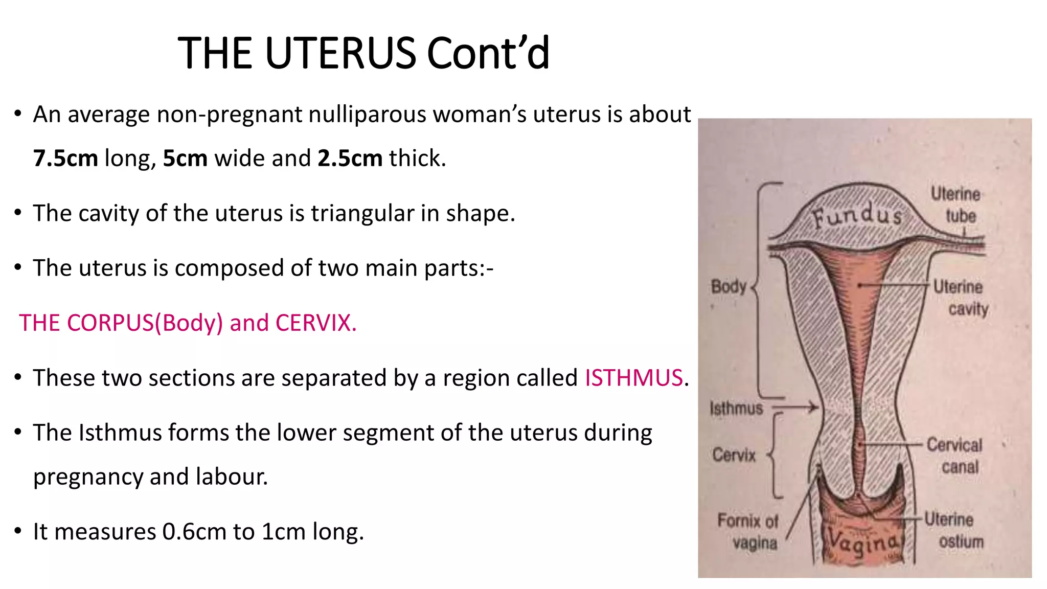 Introduction to anatomy and physiology of the female reproductive ...