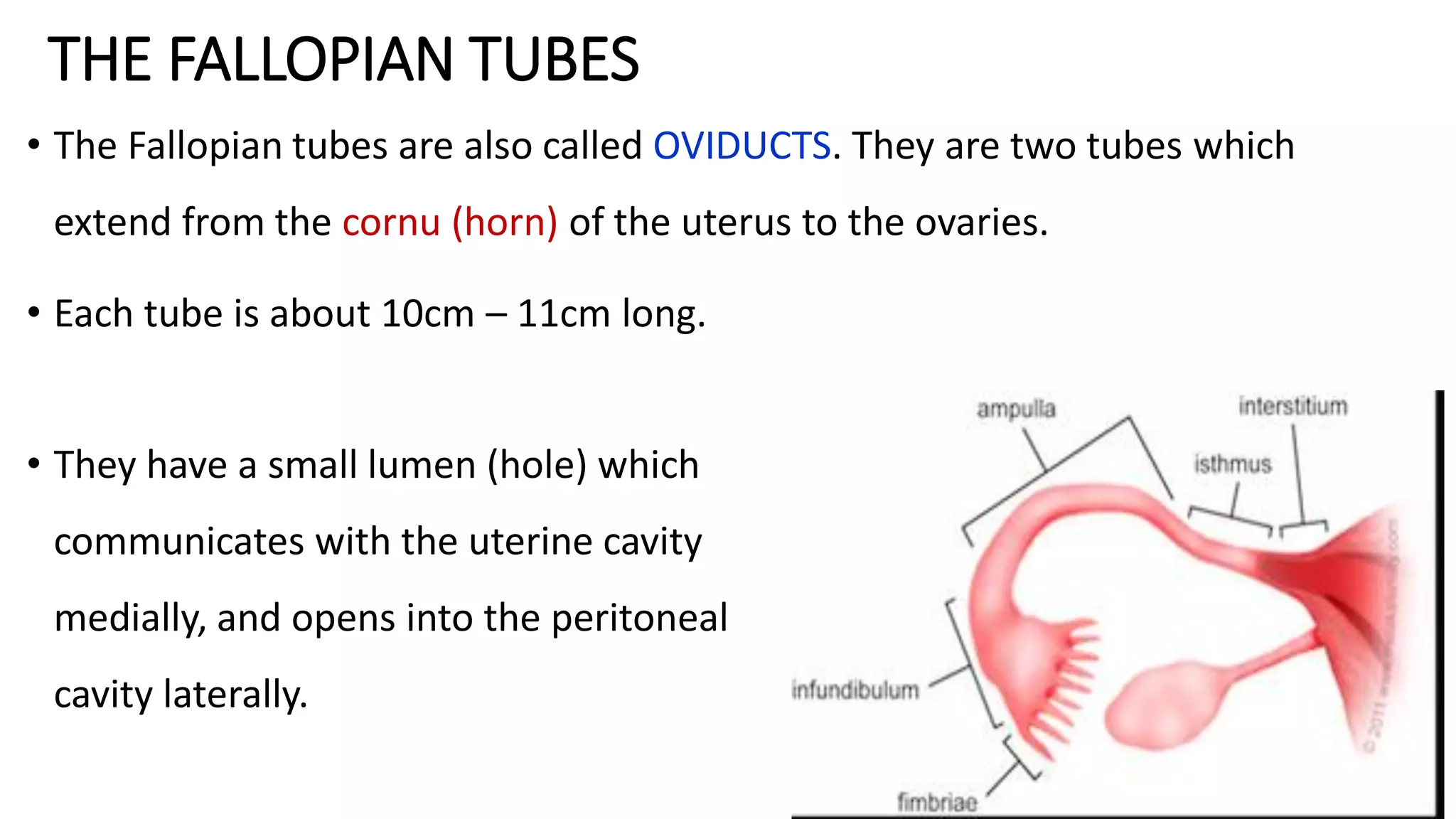 Introduction to anatomy and physiology of the female reproductive ...