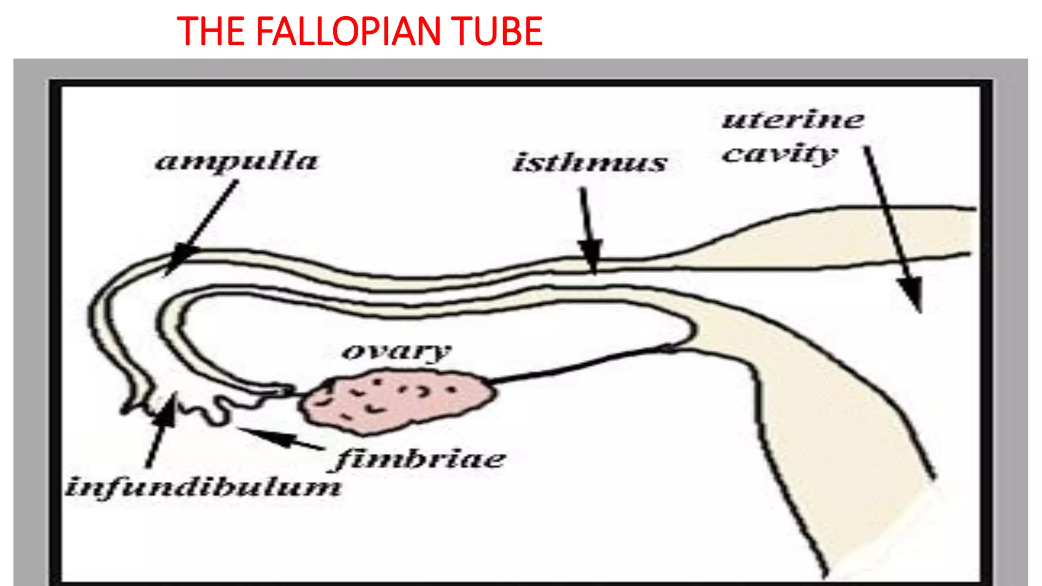 Introduction to anatomy and physiology of the female reproductive ...