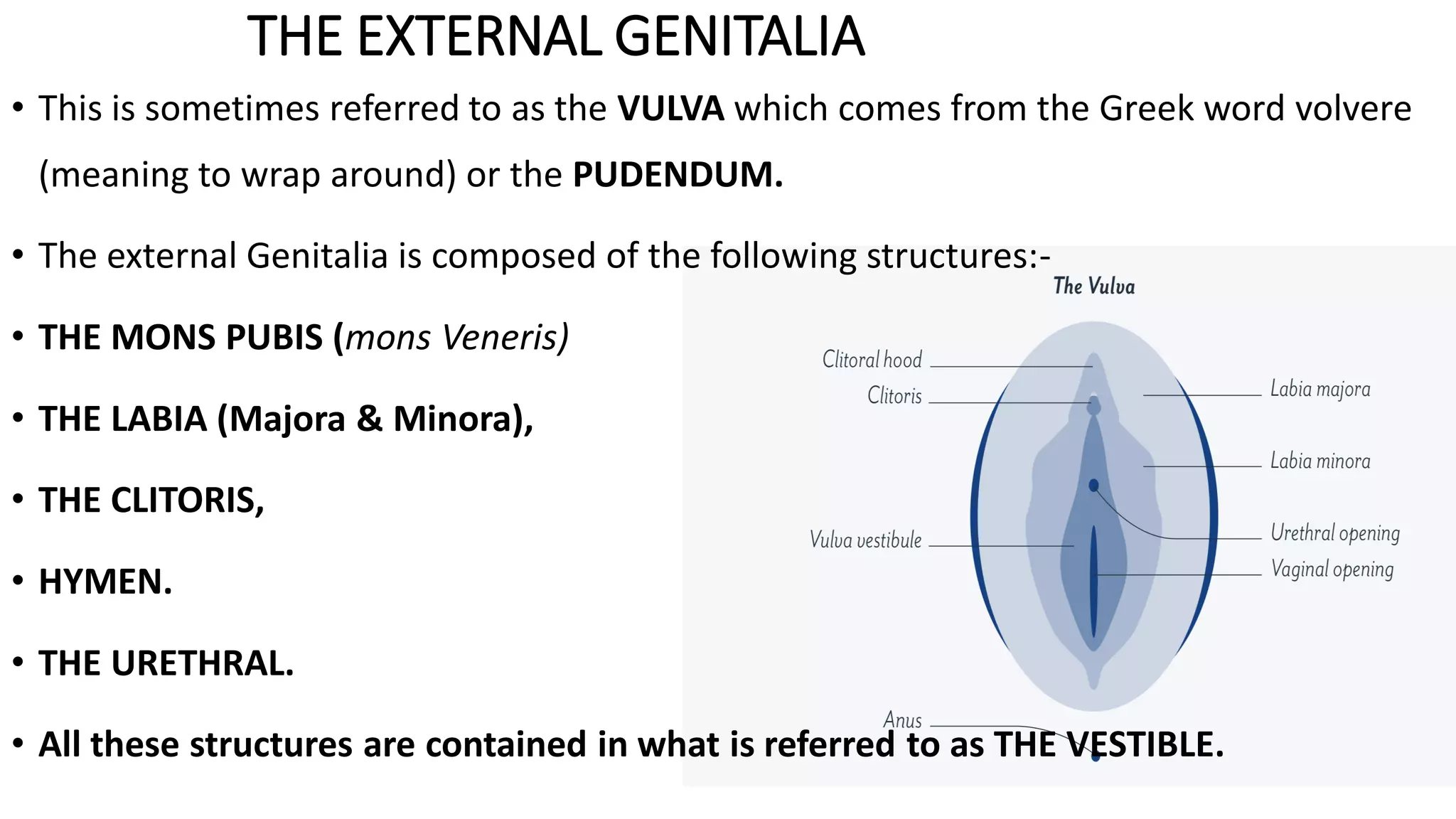 Introduction To Anatomy And Physiology Of The Female Reproductive