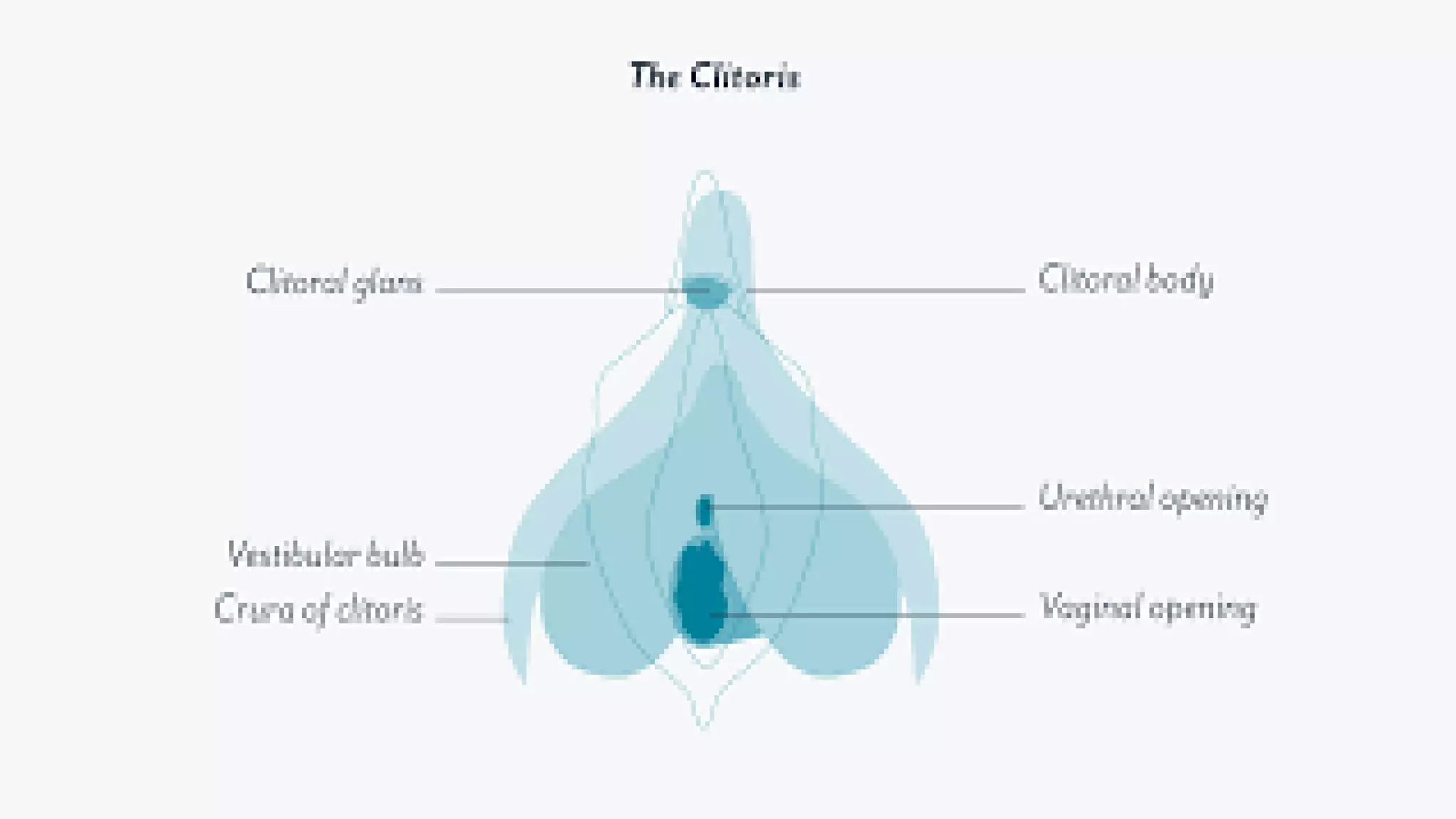 Introduction To Anatomy And Physiology Of The Female Reproductive