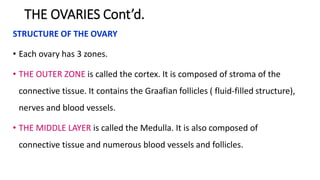 Introduction to anatomy and physiology of the female reproductive ...
