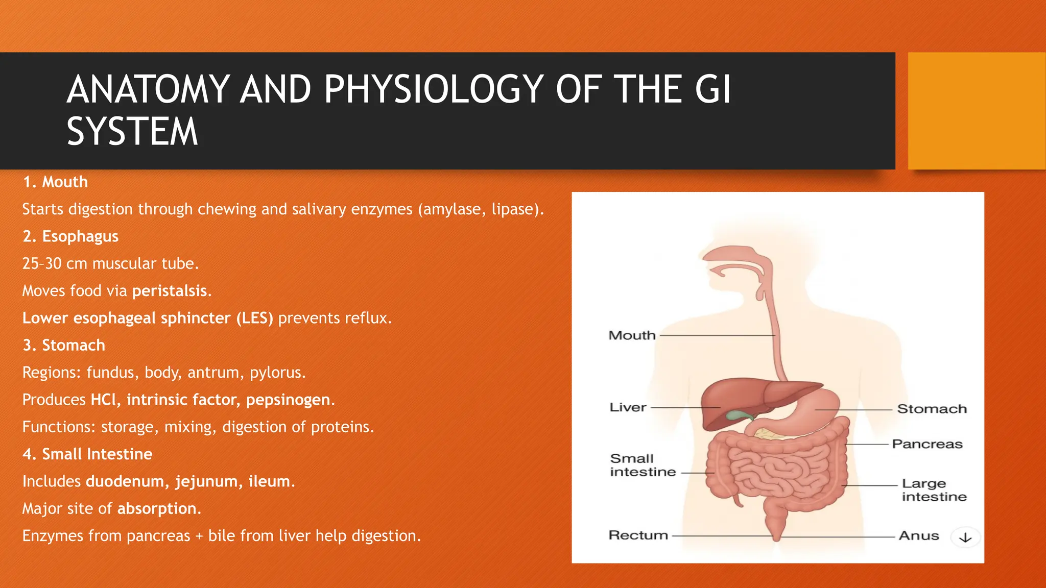 ANATOMY AND PHYSIOLOGY OF THE GI SYSTEM.pptx