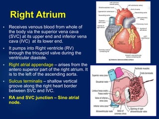 anatomyandphysiologyoftheheart-180303114623.pdf