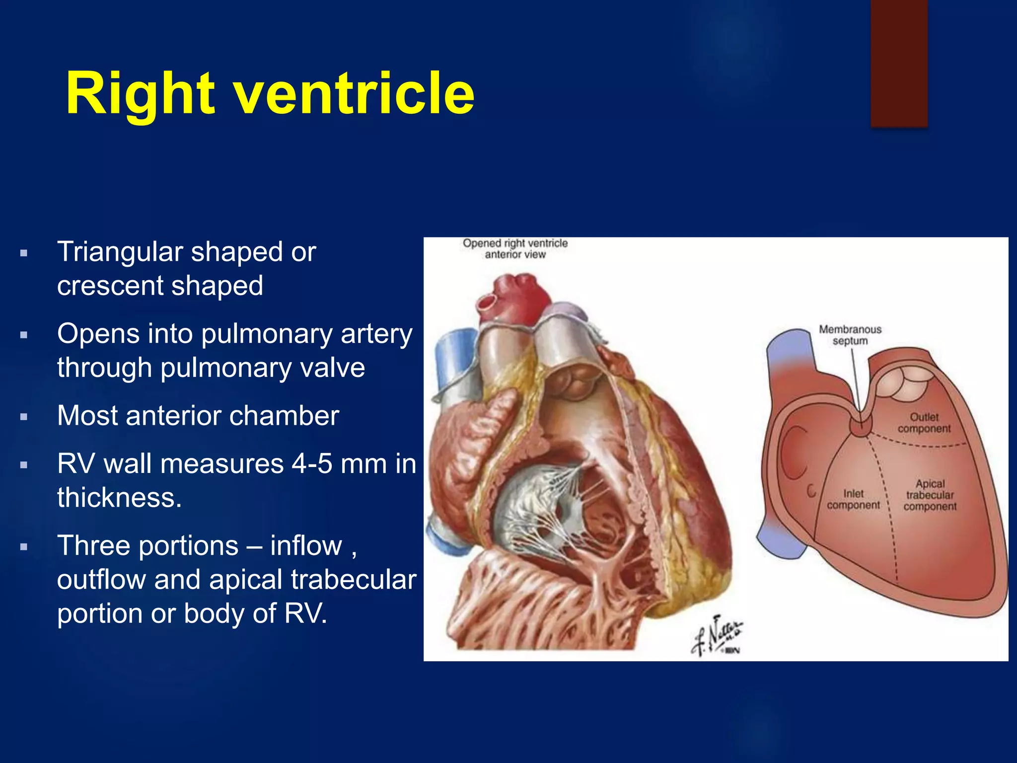 ANATOMY AND PHYSIOLOGY OF THE HEART | PPTX