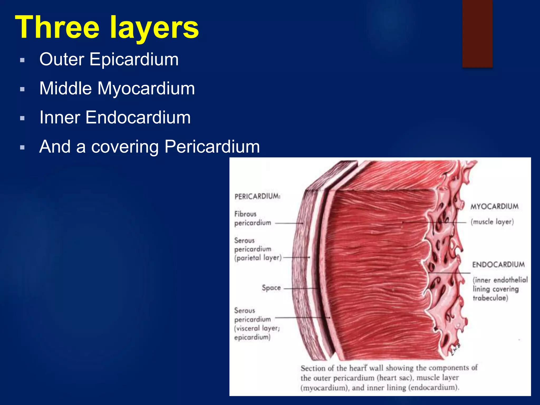 ANATOMY AND PHYSIOLOGY OF THE HEART | PPTX