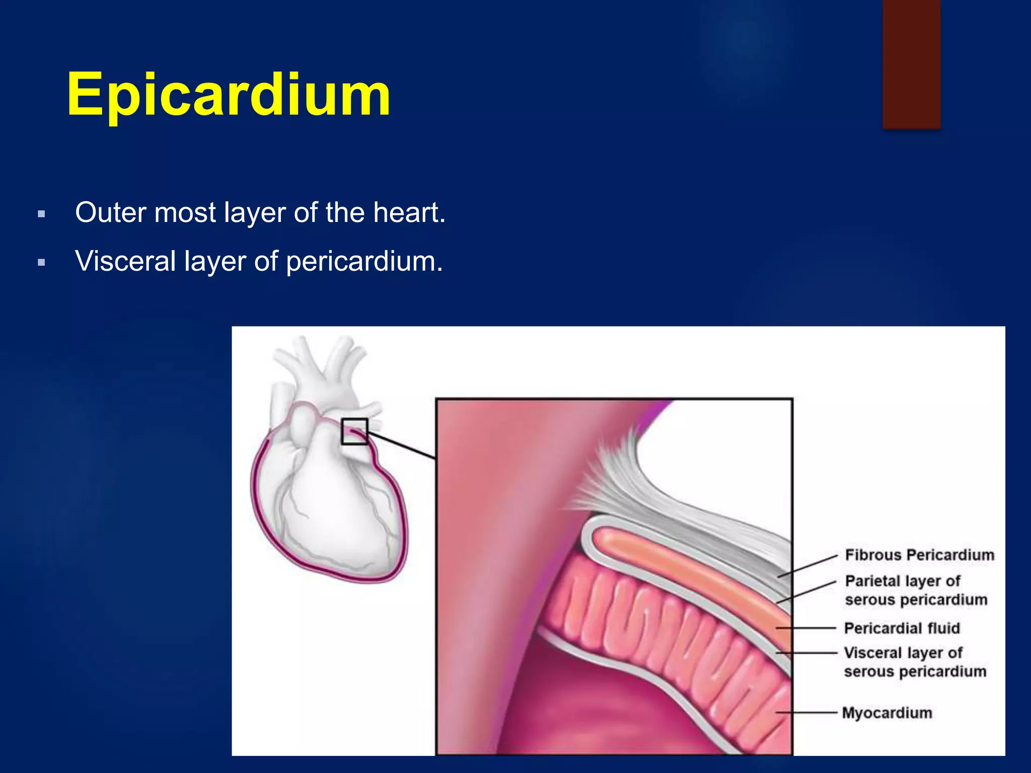 ANATOMY AND PHYSIOLOGY OF THE HEART | PPTX