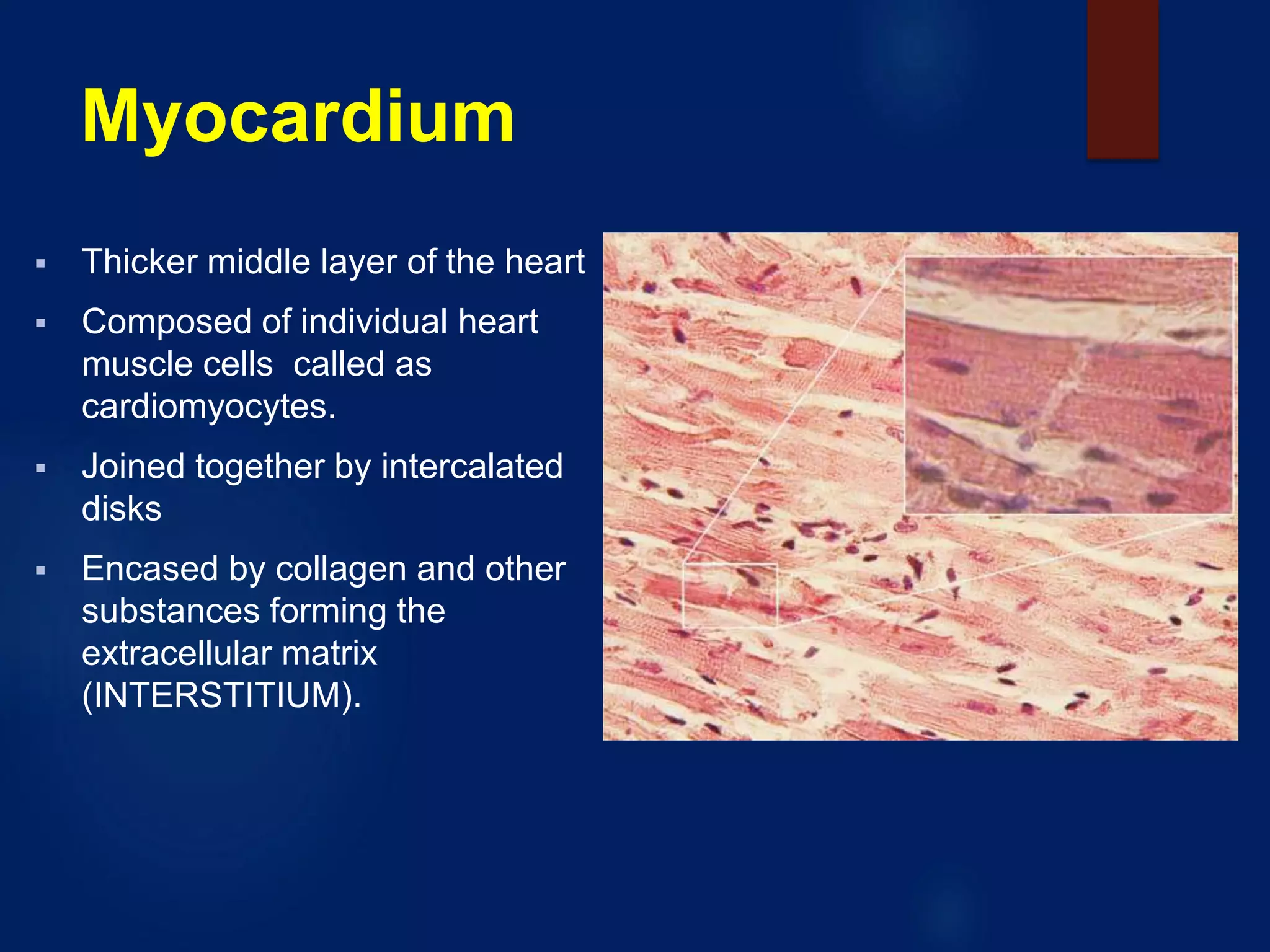 ANATOMY AND PHYSIOLOGY OF THE HEART | PPTX