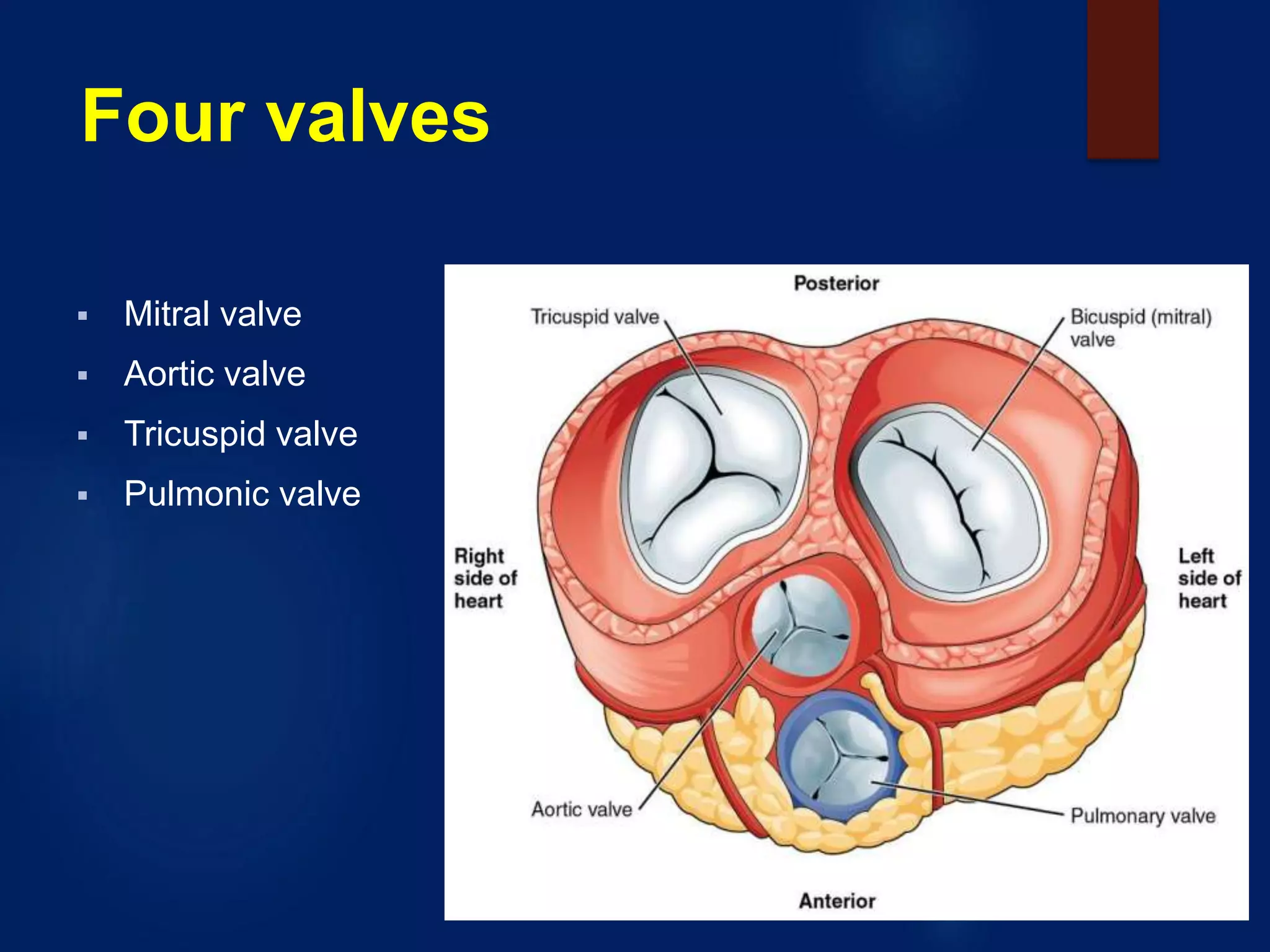 ANATOMY AND PHYSIOLOGY OF THE HEART | PPTX