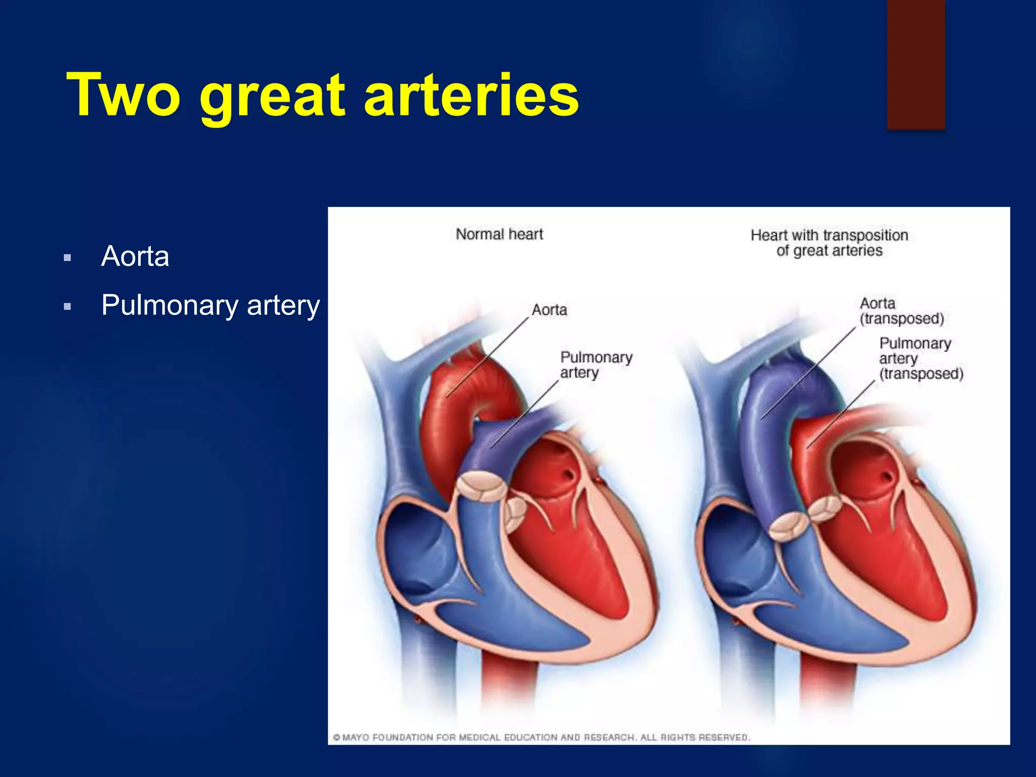 ANATOMY AND PHYSIOLOGY OF THE HEART | PPTX