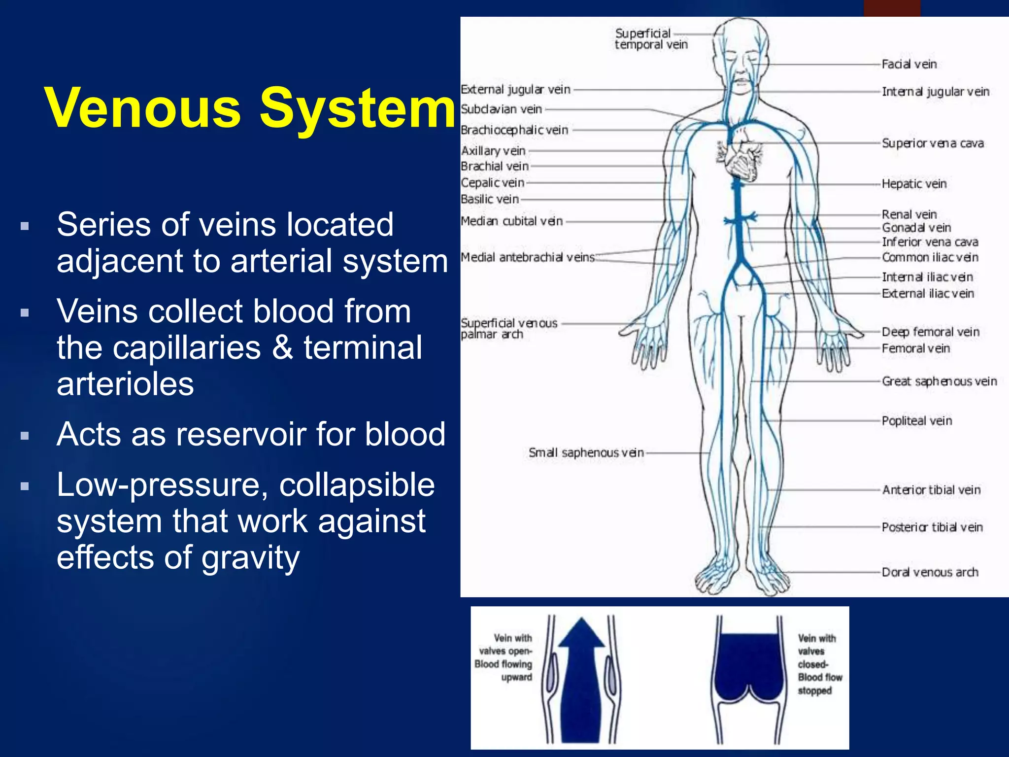 ANATOMY AND PHYSIOLOGY OF THE HEART | PPTX
