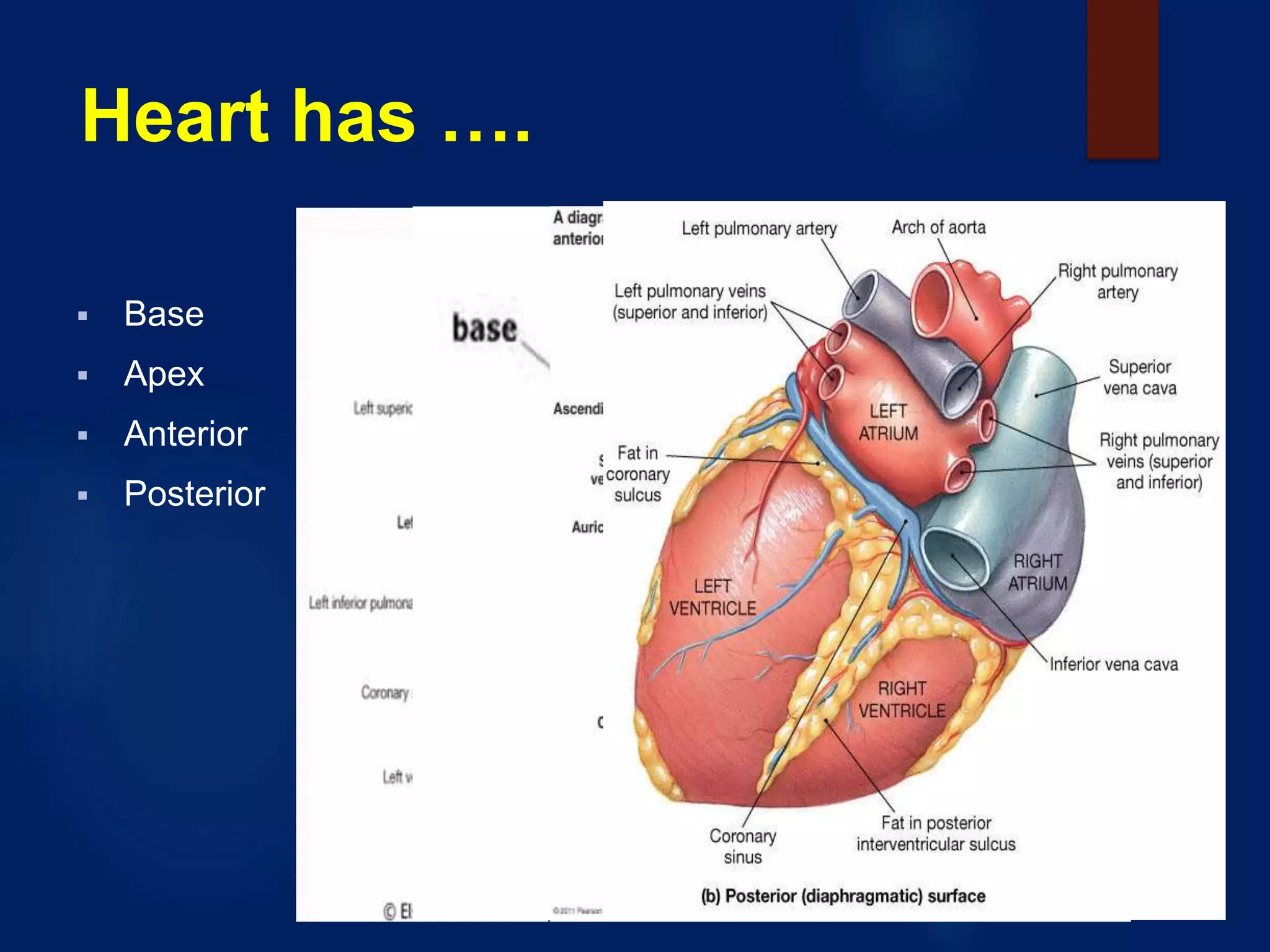 ANATOMY AND PHYSIOLOGY OF THE HEART | PPTX