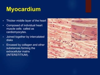 ANATOMY AND PHYSIOLOGY OF THE HEART | PPTX