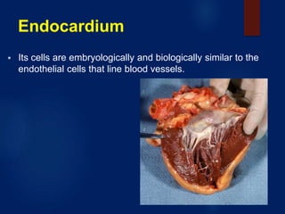ANATOMY AND PHYSIOLOGY OF THE HEART | PPTX