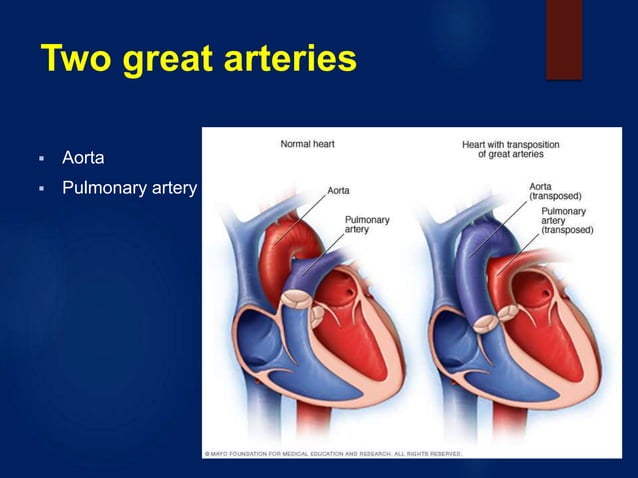 ANATOMY AND PHYSIOLOGY OF THE HEART | PPTX | Heart and Cardiovascular ...