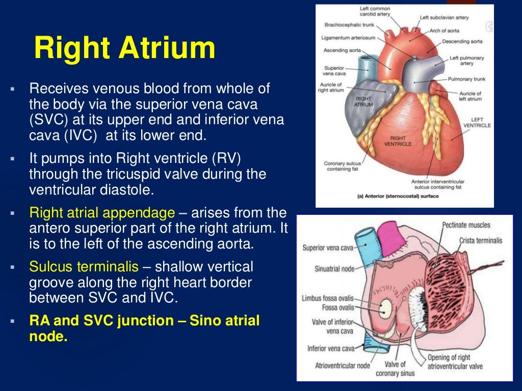 ANATOMY AND PHYSIOLOGY OF THE HEART