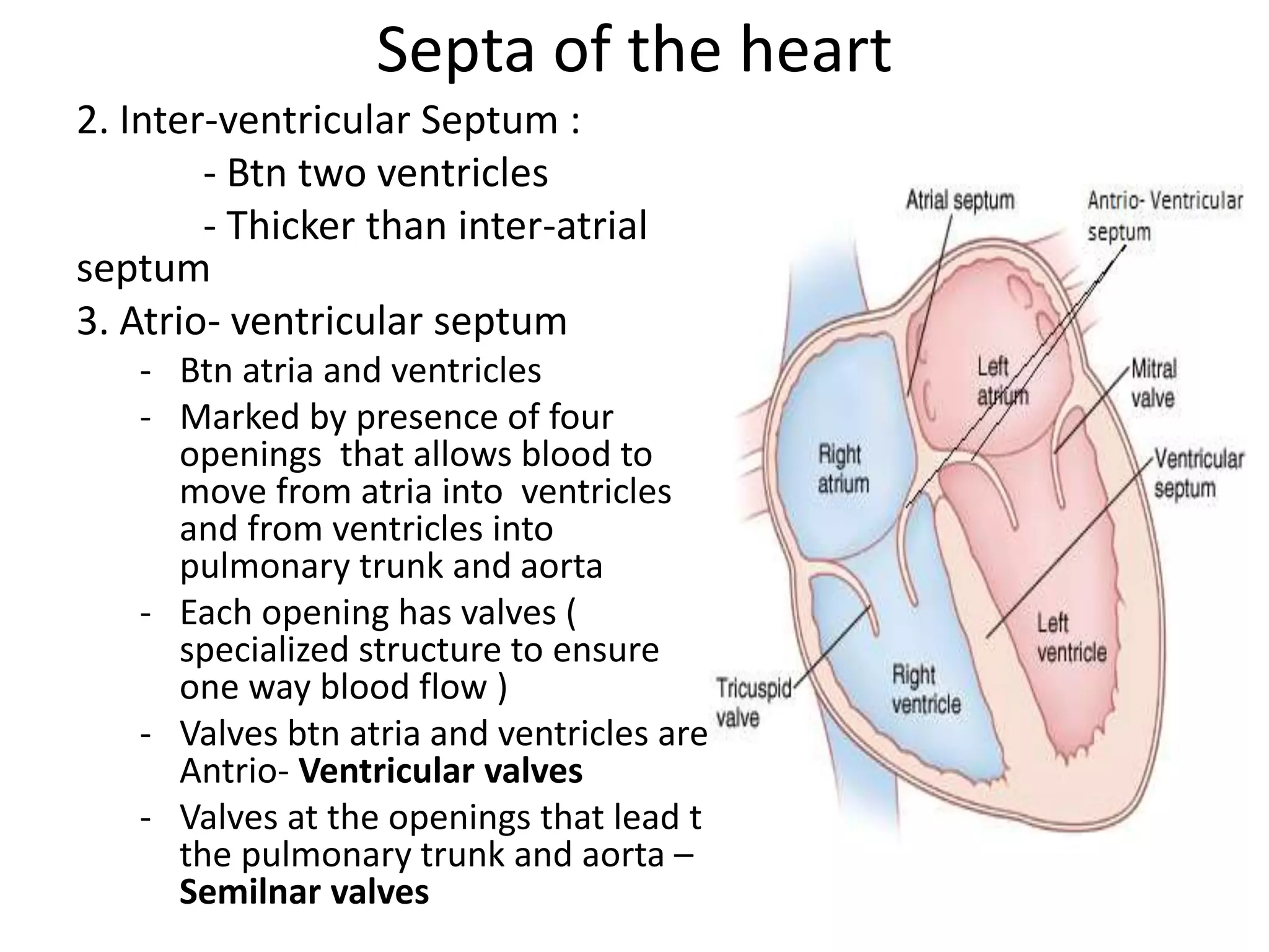 Anatomy and physiology of the heart | PPTX