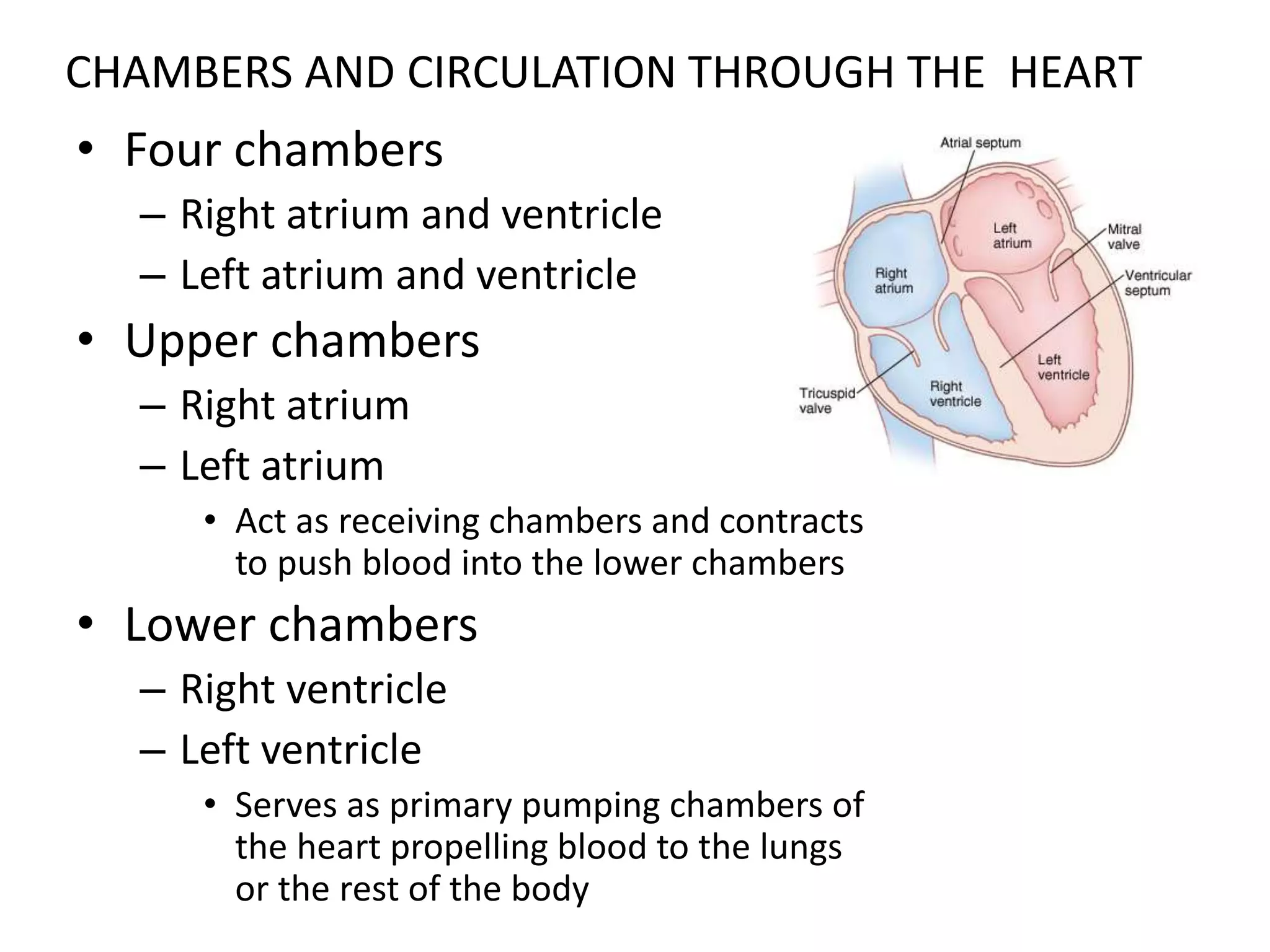 ANATOMY AND PHYSIOLOGY OF THE HEART.pptx