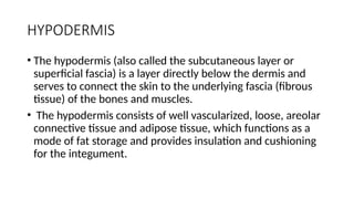 Comprehensive Overview of the Integumentary System: Anatomy, Physiology ...