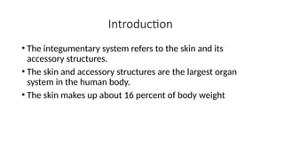 Comprehensive Overview of the Integumentary System: Anatomy, Physiology ...