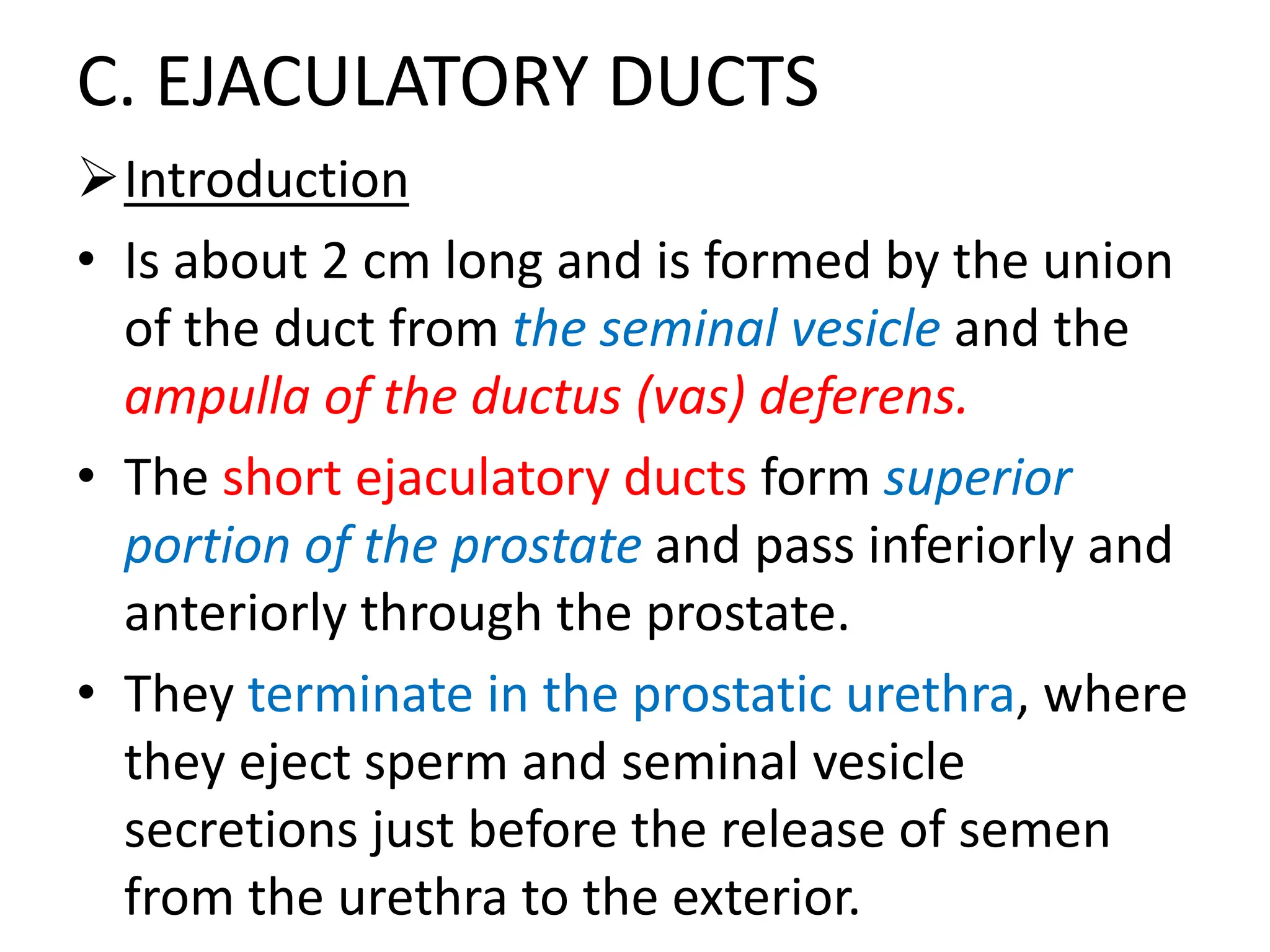 ANATOMY AND PHYSIOLOGY OF THE INTERNAL MALE REPRODUCTIVE ORGANS.pptx