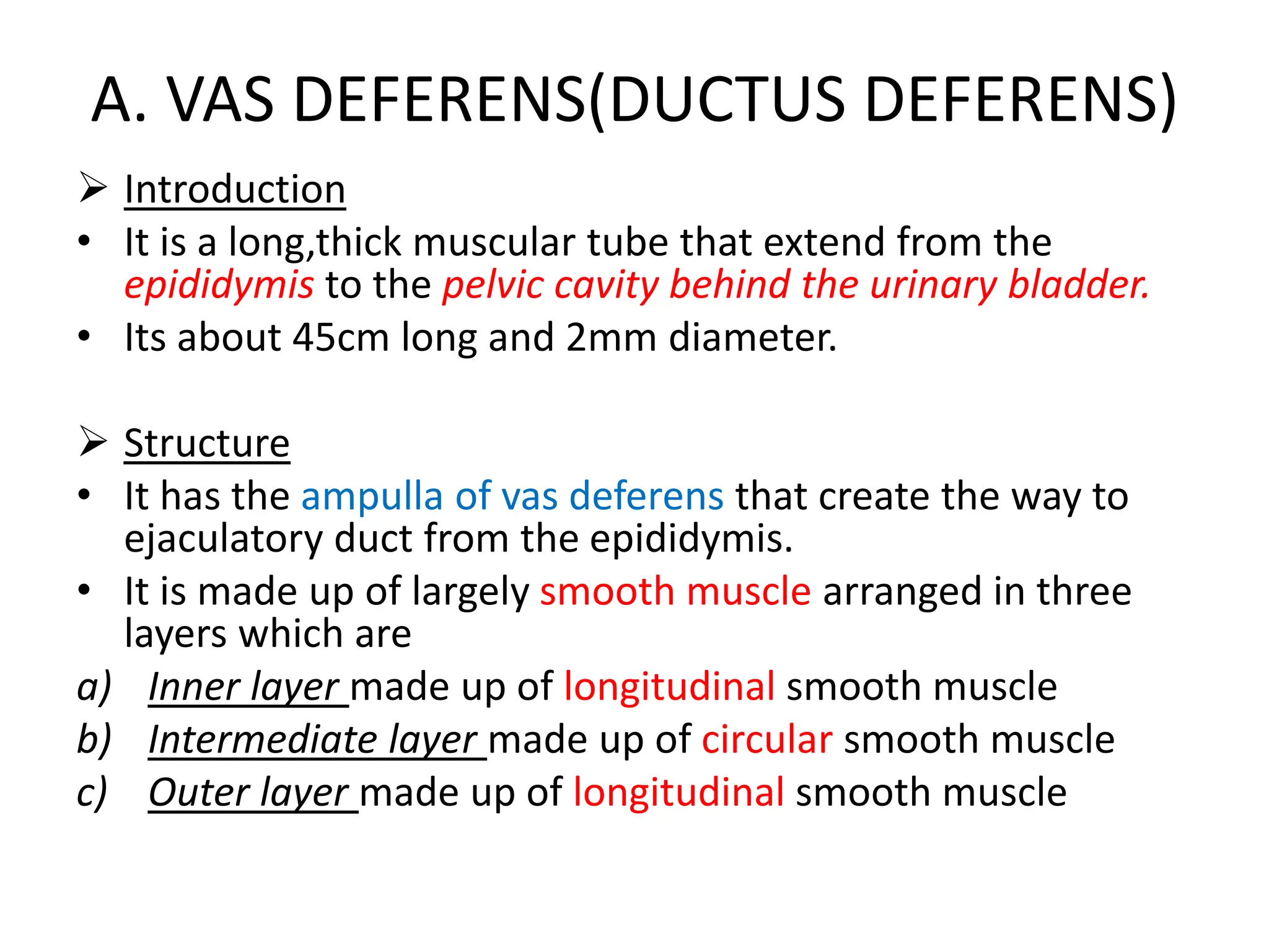 ANATOMY AND PHYSIOLOGY OF THE INTERNAL MALE REPRODUCTIVE ORGANS.pptx