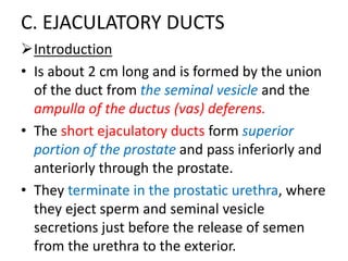 ANATOMY AND PHYSIOLOGY OF THE INTERNAL MALE REPRODUCTIVE ORGANS.pptx
