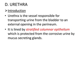 ANATOMY AND PHYSIOLOGY OF THE INTERNAL MALE REPRODUCTIVE ORGANS.pptx