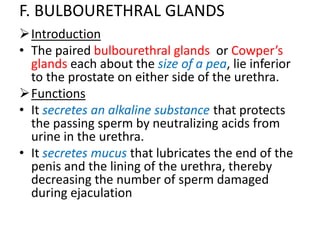 ANATOMY AND PHYSIOLOGY OF THE INTERNAL MALE REPRODUCTIVE ORGANS.pptx