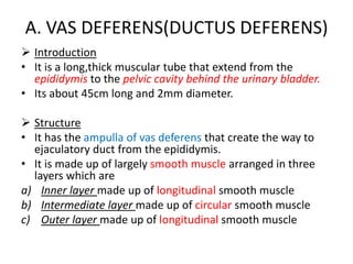 ANATOMY AND PHYSIOLOGY OF THE INTERNAL MALE REPRODUCTIVE ORGANS.pptx
