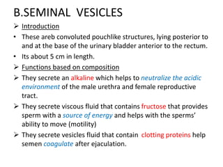 ANATOMY AND PHYSIOLOGY OF THE INTERNAL MALE REPRODUCTIVE ORGANS.pptx