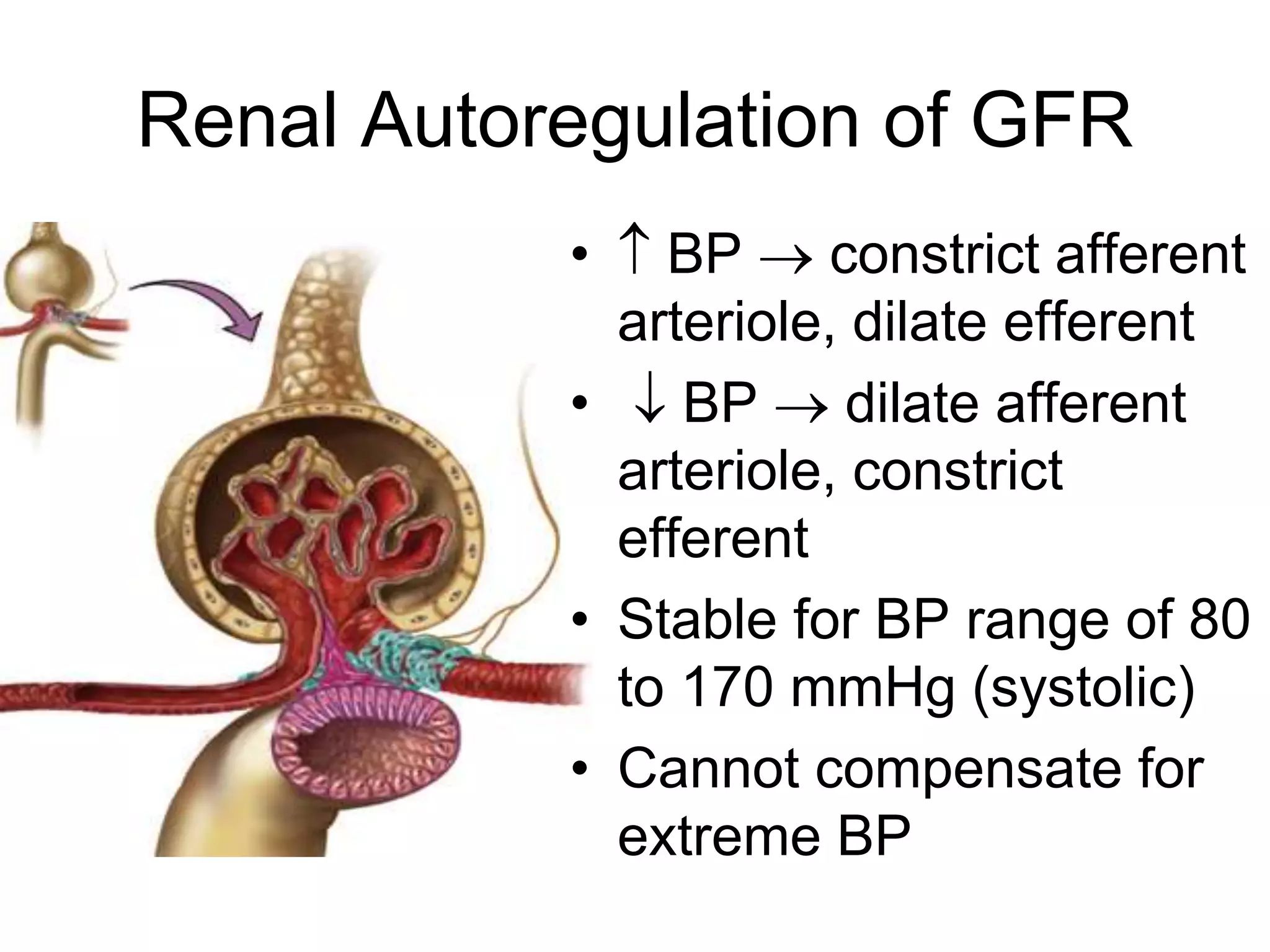 Anatomy and Physiology of the Kidney.ppt