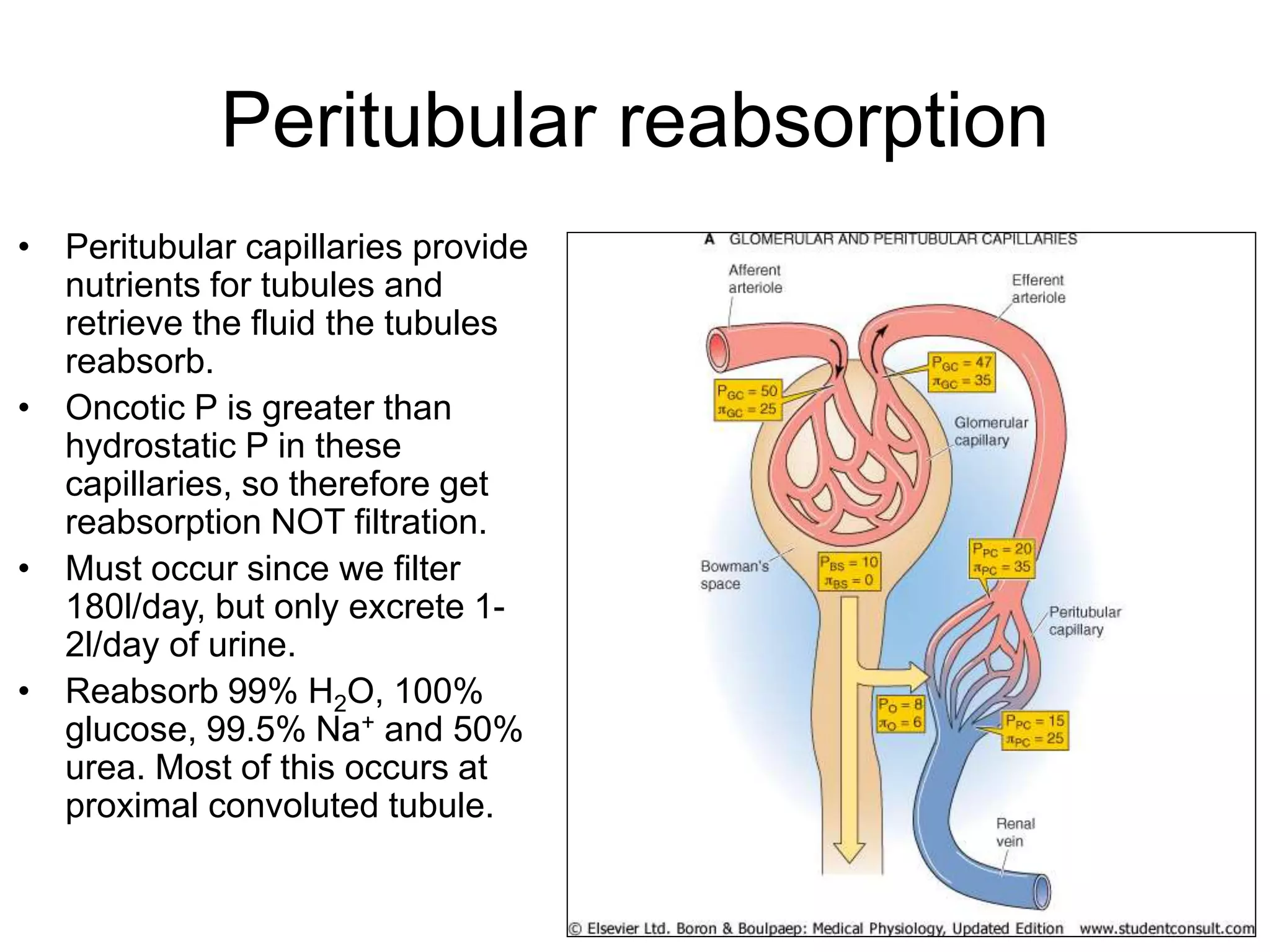 Anatomy and Physiology of the Kidney.ppt