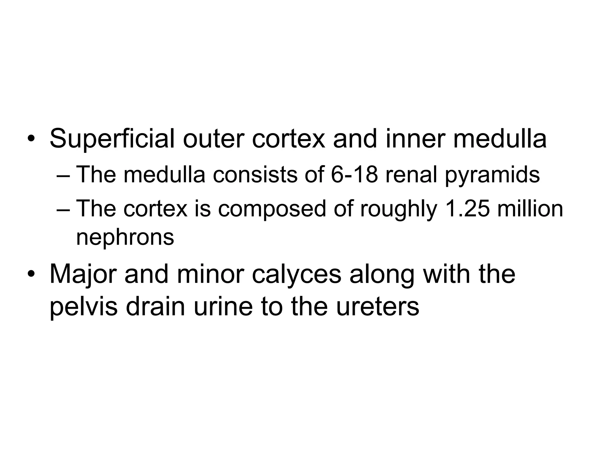 Anatomy and Physiology of the Kidney.ppt