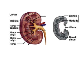 Anatomy and Physiology of the Kidney.ppt