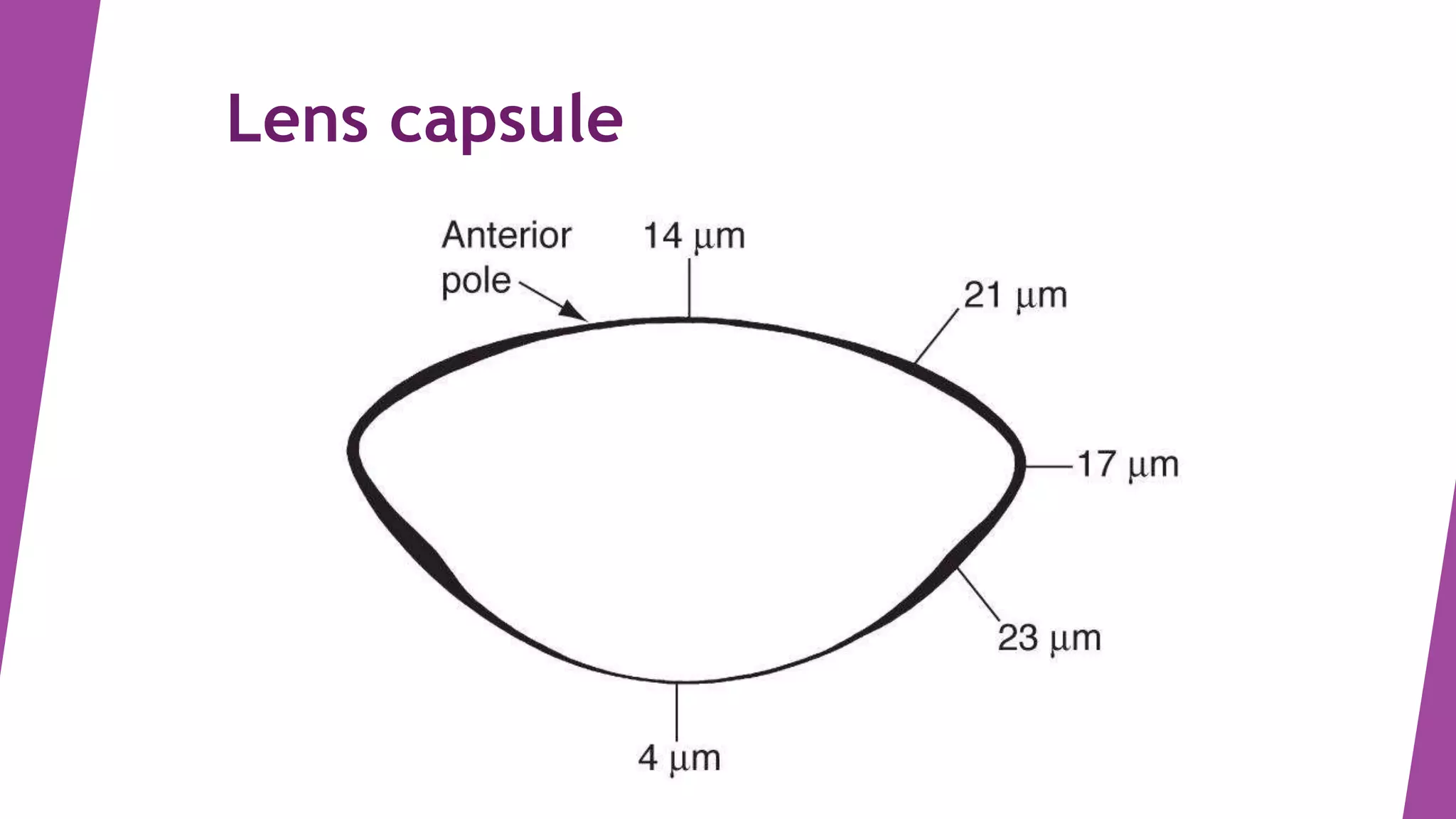 anatomy and physiology of the lens | PPTX | Eye and Vision Conditions ...