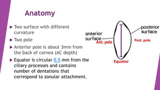 anatomy and physiology of the lens | PPTX