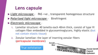 anatomy and physiology of the lens | PPTX